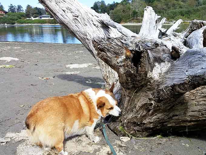 This corgi has discovered what every dog dreams about: a beach with driftwood and endless exploration.