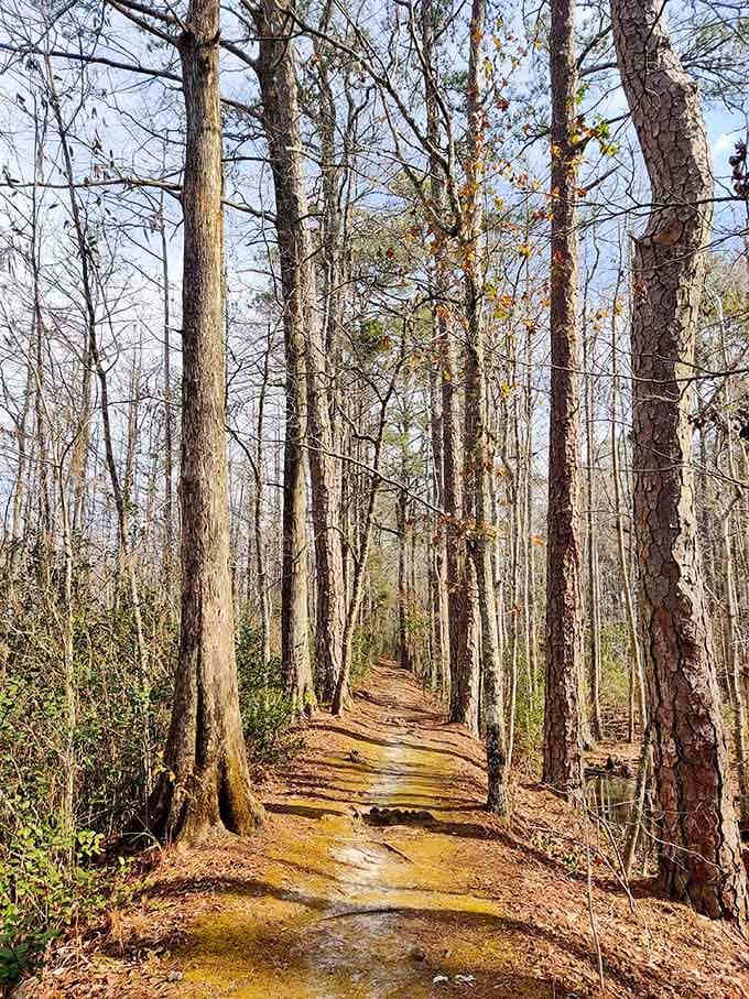 The upland trail offers a completely different perspective, proving this park has more layers than a good lasagna.