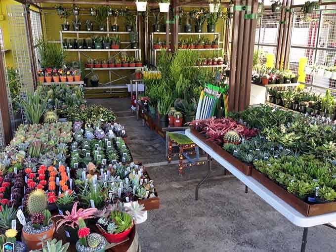 A succulent garden so extensive you could landscape your entire yard without repeating a single plant variety.