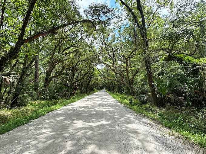 Wild maritime forest creates an untamed canopy that feels more enchanted than engineered, beautifully imperfect.
