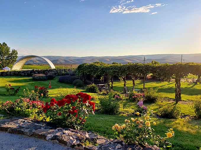 Golden hour light bathes the rose gardens and vineyard in warm glow, making everything look like a painting.