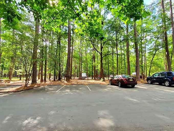 Sunlight filtering through a cathedral of tall trees at Congaree &mdash; this is what a national park looks like when nature shows off.