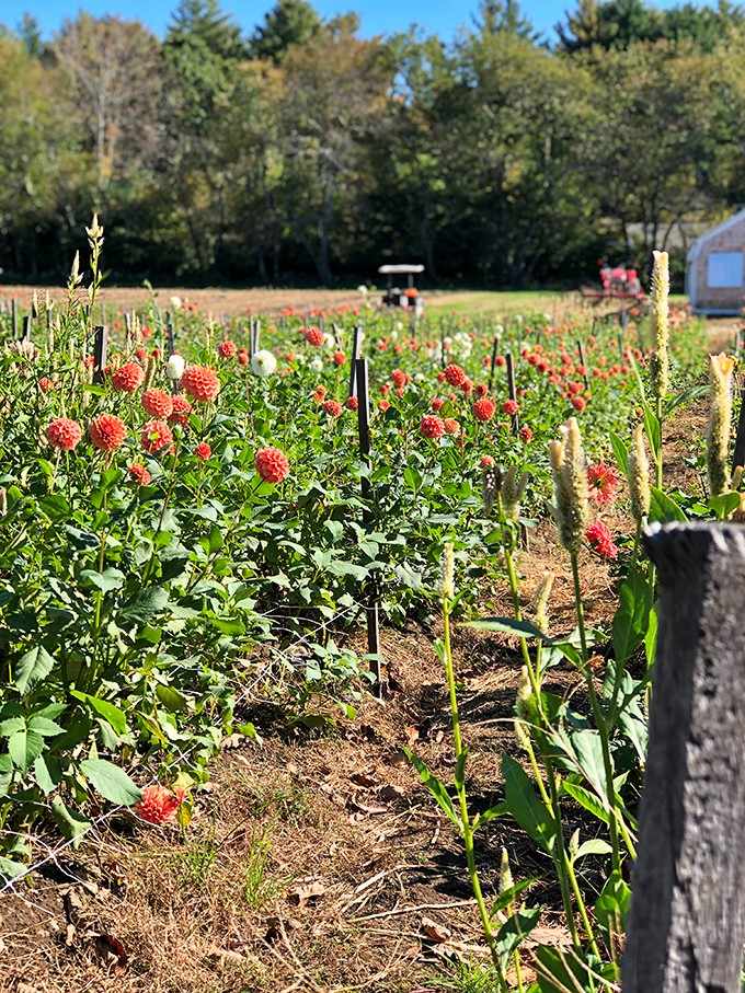 Neat rows of dahlias stand at attention like colorful soldiers in summer's most vibrant parade.