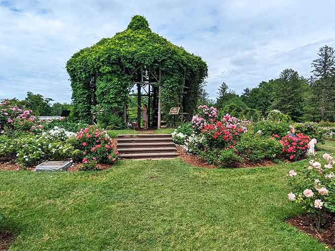 A vine-covered gazebo rises like a green castle, surrounded by roses that could make even Sleeping Beauty's garden feel inadequate.