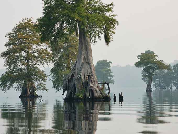 Cypress trees rise from mirror-still water draped in Spanish moss, creating scenes Tolkien himself would envy completely.