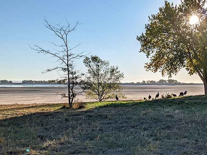 Early morning sun filters through trees onto a beach where families gather like it's their own private coast.