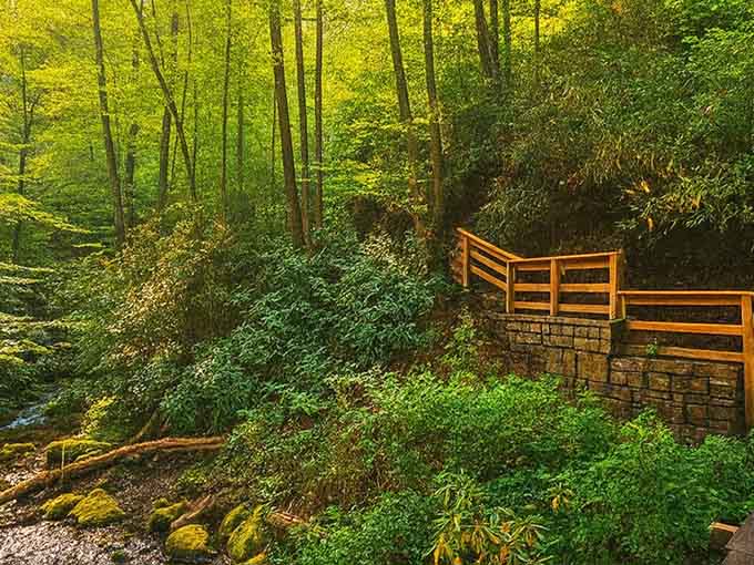 Lush green ferns carpet the forest floor beside this rustic wooden observation deck overlooking the babbling creek below.