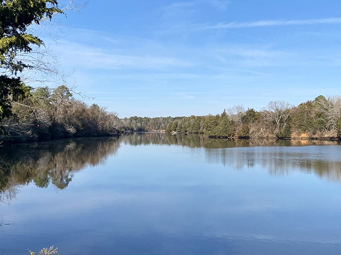 Winter's bare trees stand sentinel around mirror-calm water, offering stark beauty that doesn't need summer's green costume.