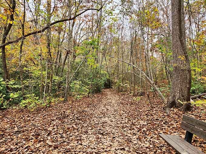 Fall foliage creates a natural tunnel along this peaceful path where the only traffic jam involves squirrels and songbirds.