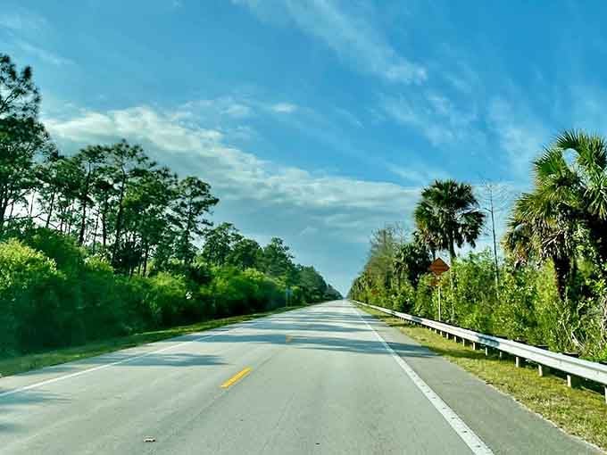Palm trees flanking the road ahead, wild greenery on both sides &ndash; this is Florida before the developers arrived.