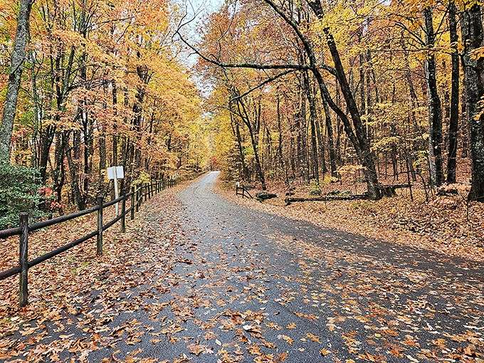 Autumn leaves carpeting a woodland path create the kind of scene that makes you want to slow down.