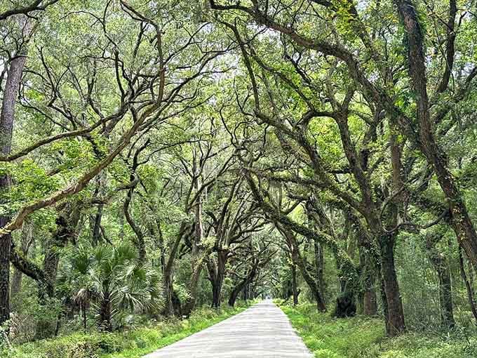 Twisted branches form a natural kaleidoscope overhead, proving Mother Nature's the best landscape architect around.