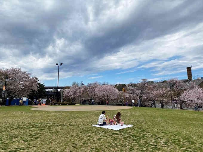Cherry blossoms frame this riverside picnic spot where springtime shows off like it's auditioning for a movie.