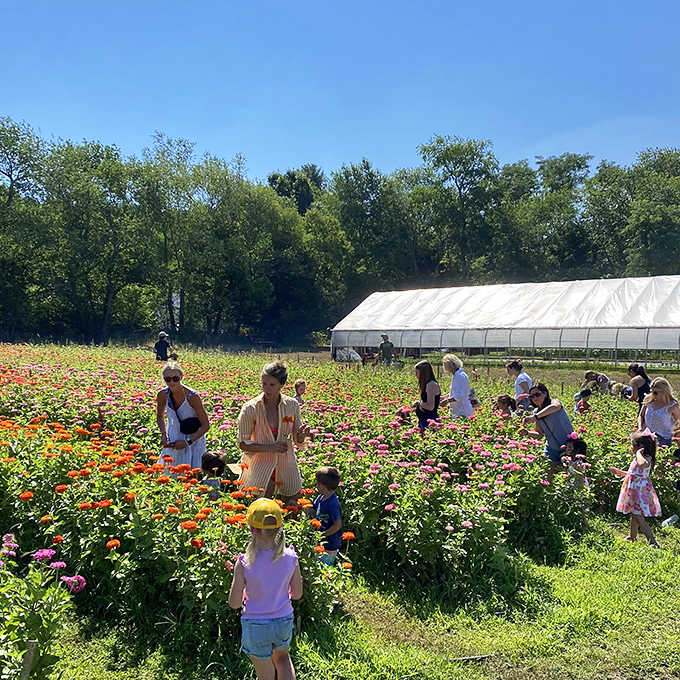 Families wander through flower fields where cutting your own bouquet feels like pure magic.