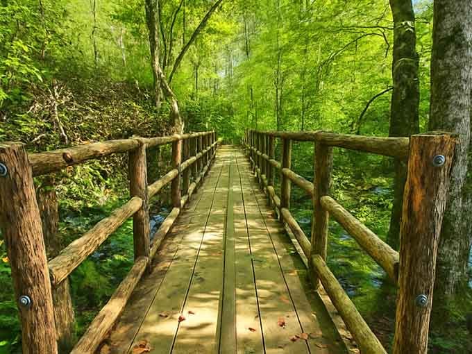 This charming footbridge leads deeper into the emerald forest where sunlight filters through the towering canopy above.