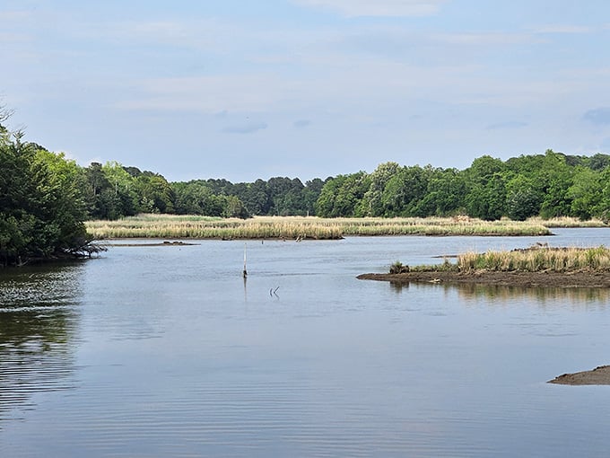 Marshland meets open water in this peaceful wetland scene, where a lone heron probably has the fishing spot staked out.