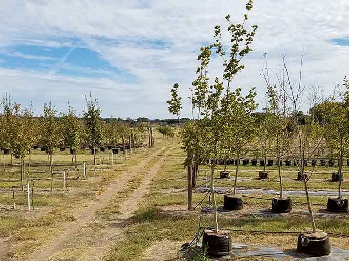 Young apple trees in neat rows show the promise of future harvests, like watching the opening credits of a delicious movie.