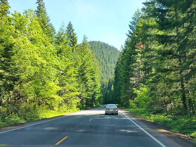 Cathedral-like forests create a green tunnel where sunlight filters through like stained glass in nature's own chapel.