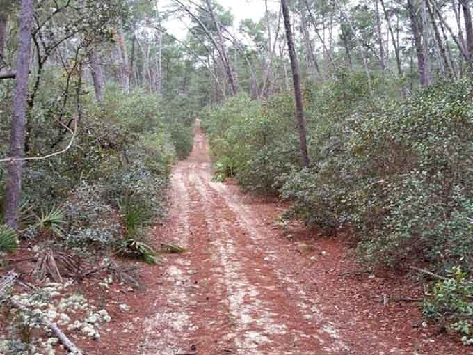 A sandy trail winds through scrub forest, beckoning adventurers to explore where Florida's wild heart still beats strong.