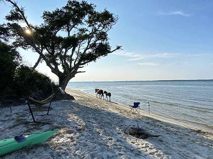 Wild horses stroll the beach in the soft morning light, living their best life in this untouched coastal paradise.