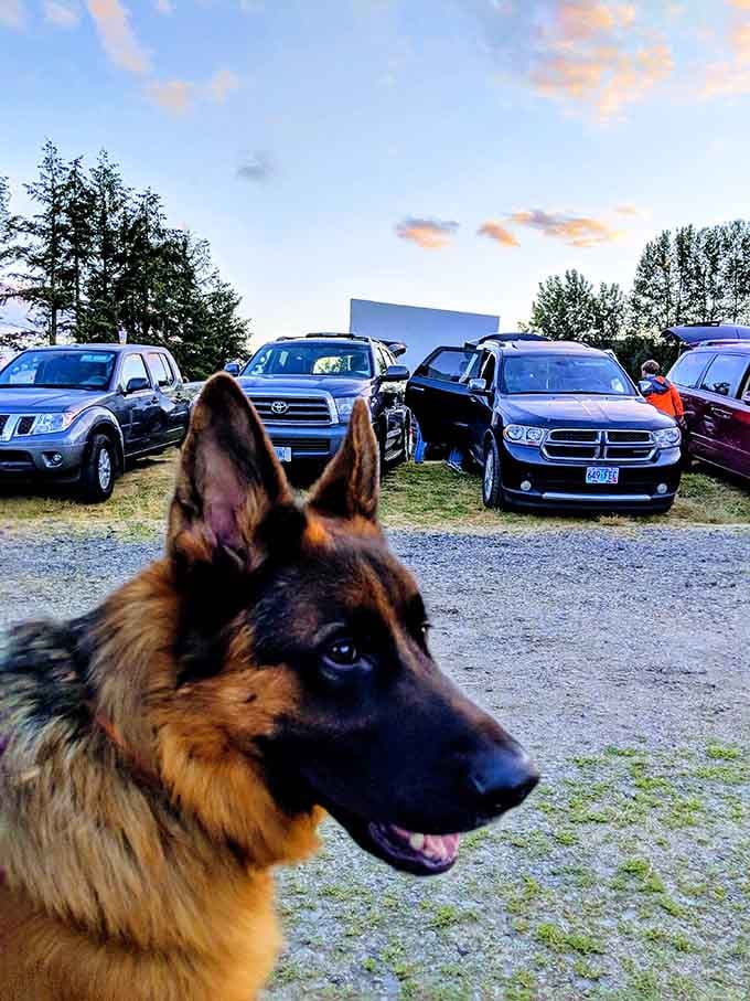 Even the family dog gets the VIP treatment here, because drive-ins understand that movies are better with your best friend along.