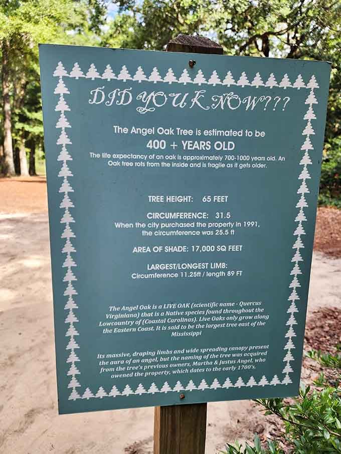 Fun fact: This tree was already middle-aged when America was just getting started as a country.