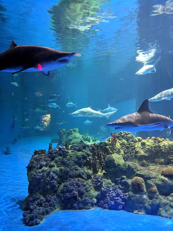 Sharks swimming overhead while you float below proves that sometimes the best thrills come without the terror.