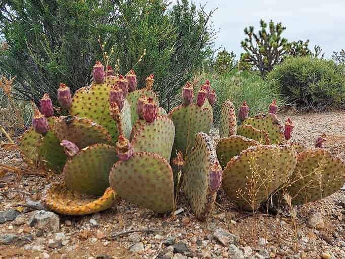 Even the desert's prickliest resident showed up to photobomb your Joshua tree expedition with southwestern flair.