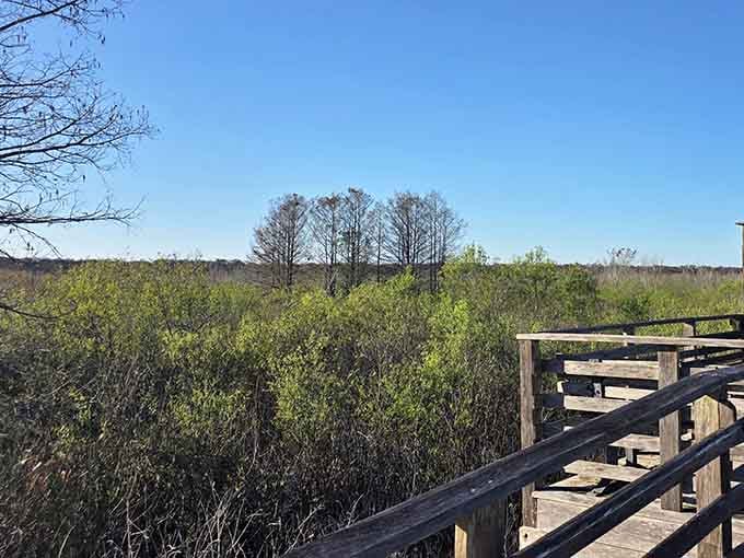 Open prairie views remind you that Florida has more landscapes than just beaches and theme park parking lots.