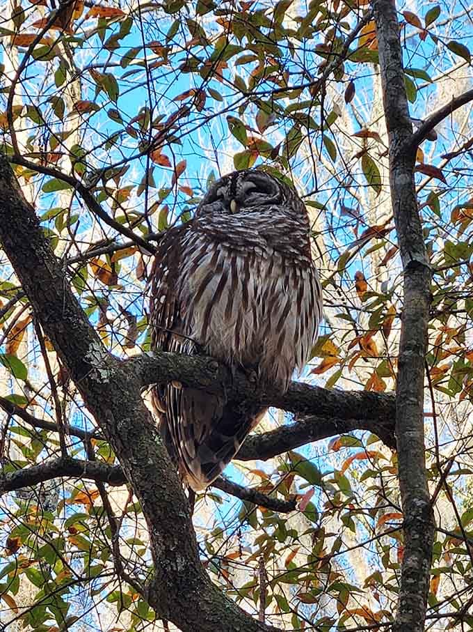 This barred owl's giving you that "I've been here since before your grandparents were born" look, and honestly, respect.