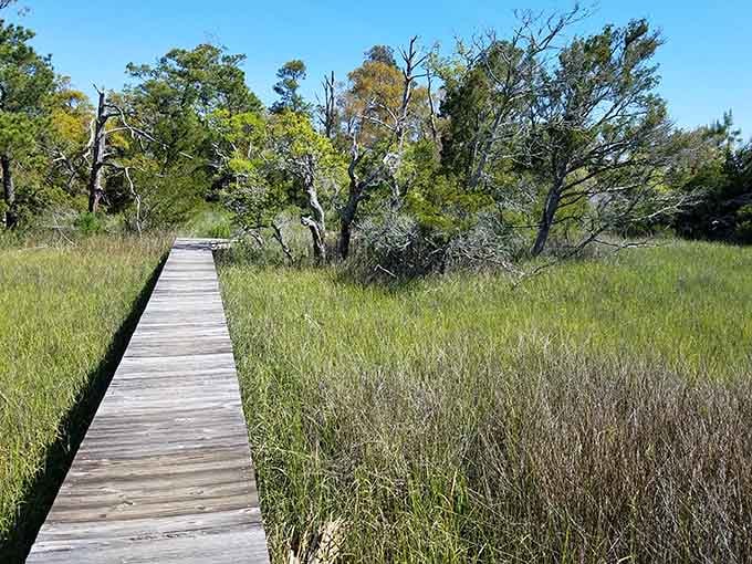 The Conservancy's boardwalk leads you through marshlands where nature puts on a better show than cable television.