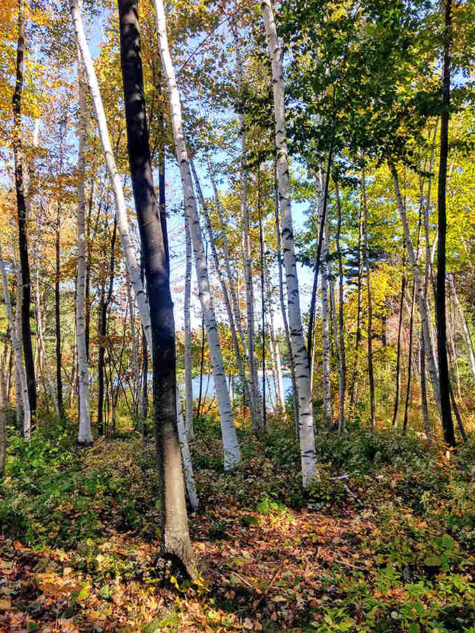 White birch trees stand like sentries along the trail, their papery bark catching autumn light in spectacular fashion.