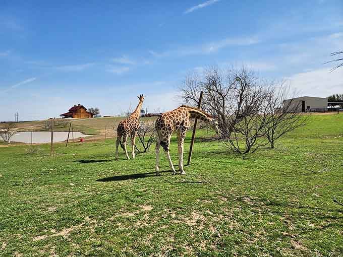 Giraffes strolling across green pasture like they're heading to a very important meeting they're fashionably late for.