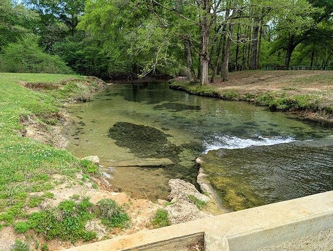 The spring feeds this peaceful creek, proving that good things really do flow from natural sources in Alabama.