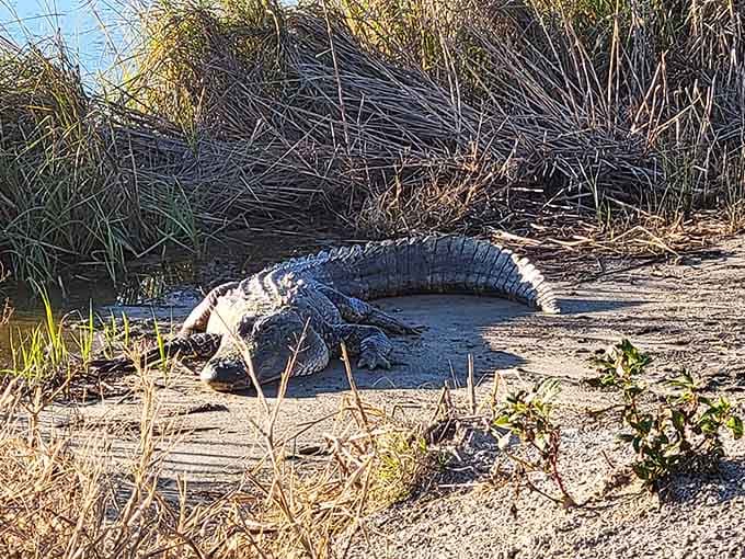 Local residents sunbathing without a care, reminding you why keeping your distance is always the smart move.
