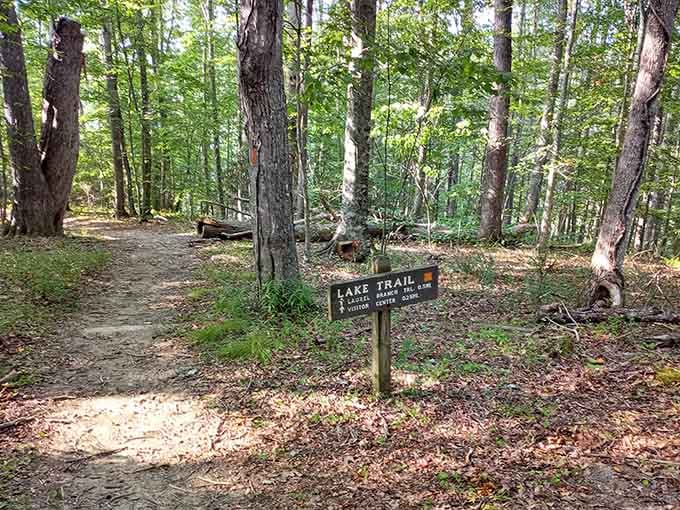 The Lake Trail beckoning you into the woods where cell service dies but your sense of adventure comes alive.