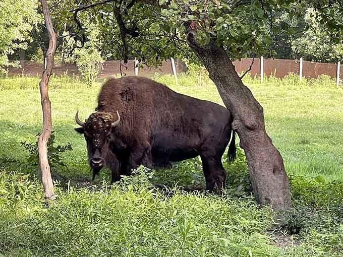 Meet the park's most impressive residents, these magnificent bison living their best lives in the Illinois prairie.