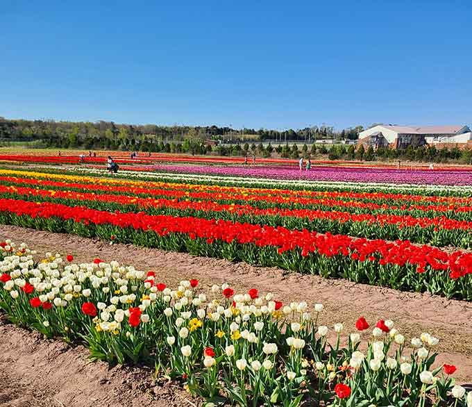 Spring brings tulips in every color imaginable, turning the farm into a rainbow that somehow grows from dirt.