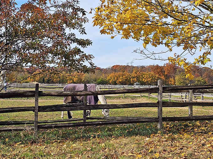 Horses still graze these pastures, connecting the present to the estate's polo-playing past with every hoofbeat.