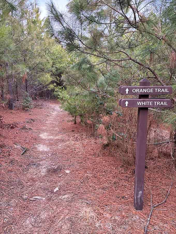 Trail signs point the way to adventure, though getting slightly lost here wouldn't be terrible either.