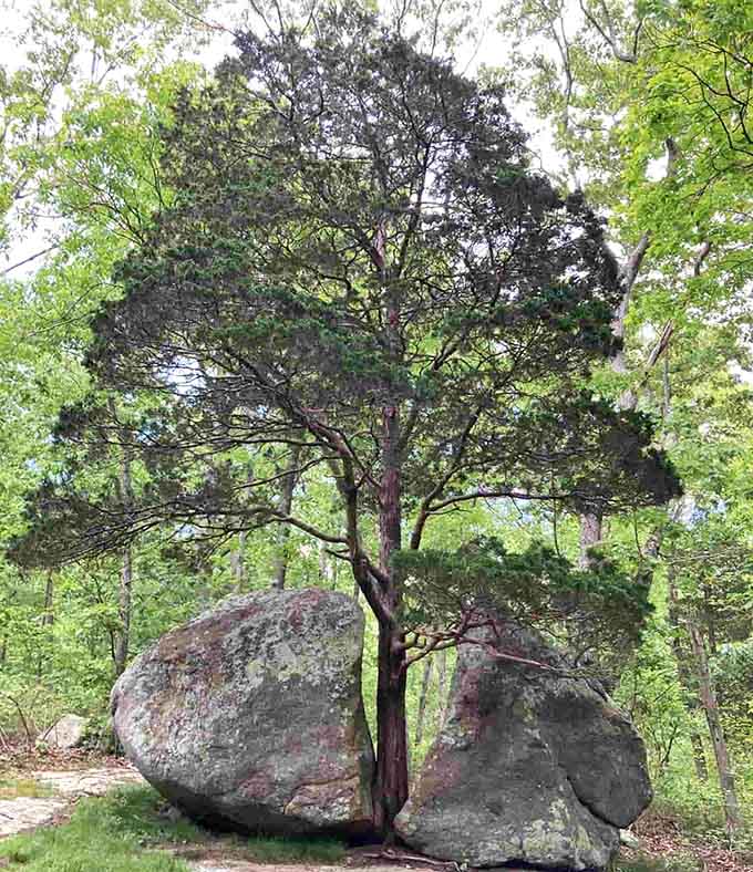 A determined tree growing from split rock proves nature has a flair for the dramatic and impossible.