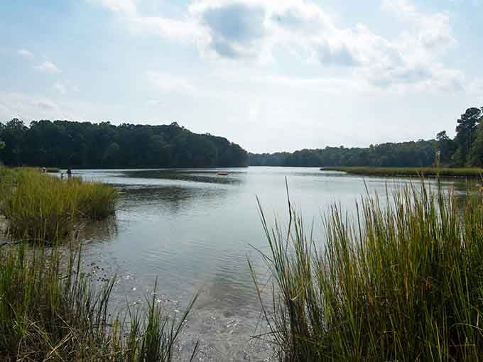 Marshlands and waterways create ecosystems teeming with life, offering glimpses into Virginia's wild heart and soul.