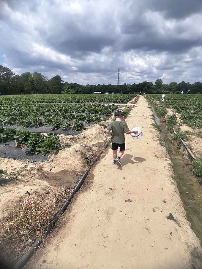 The long walk to berry paradise, where every step brings you closer to strawberry shortcake dreams.