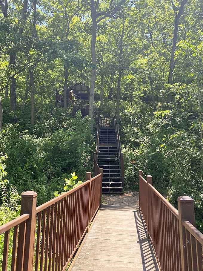 This wooden stairway climbs through the canopy like a StairMaster designed by someone who actually likes you.