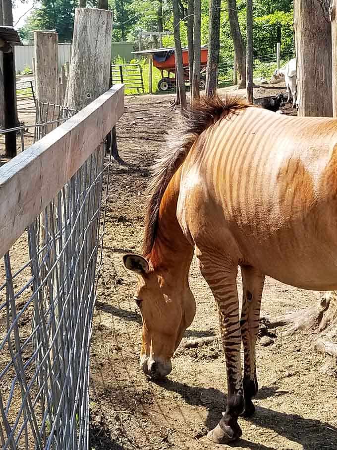 This zorse proves that nature occasionally experiments with combinations that actually work, unlike pineapple on pizza debates.