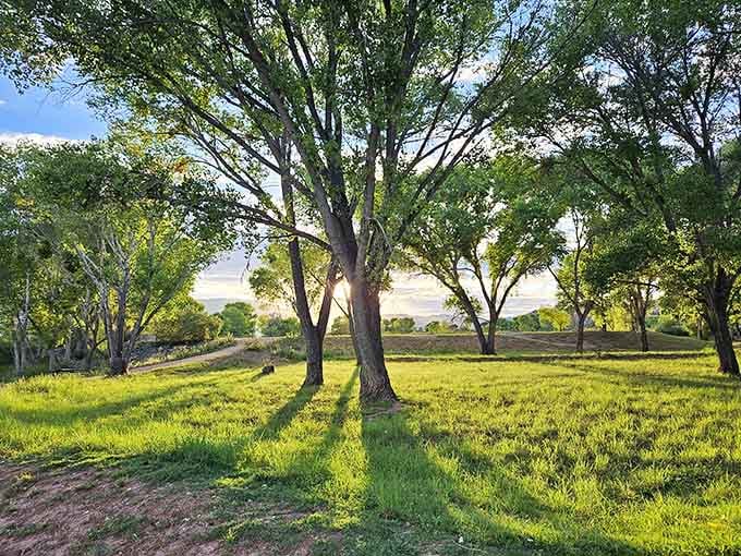 Golden hour light filters through cottonwood trees, transforming ordinary grass into something that belongs on a screensaver or meditation app.