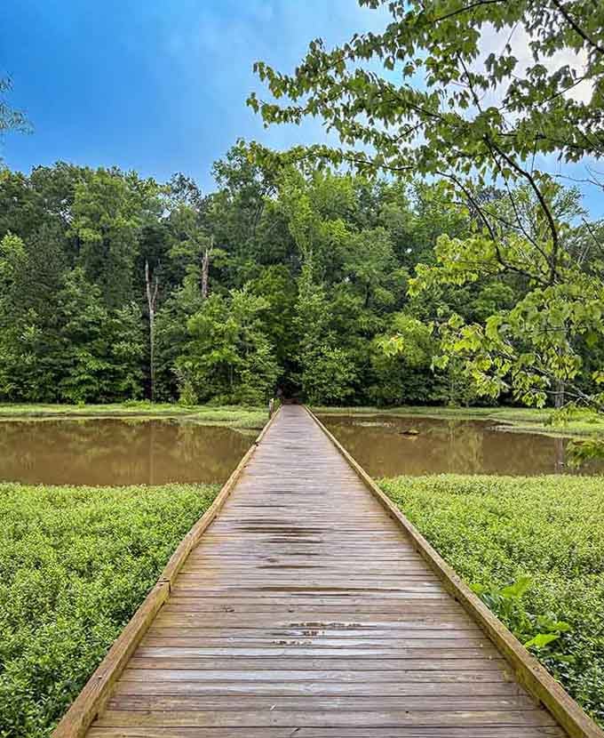 This peaceful boardwalk stretches across reclaimed clay pits, where industrial scars transformed into serene wetlands teeming with wildlife and possibility.