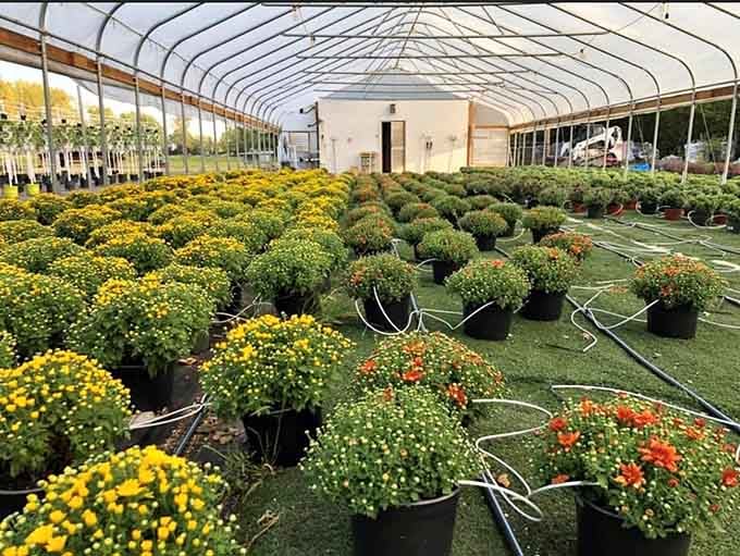 Inside the greenhouse, mums bloom in golden waves that would make any autumn Instagram feed jealous.