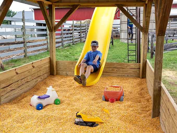 That yellow slide proves the fun isn't just for the four-legged residents, and those corn kernels make a softer landing than grass.