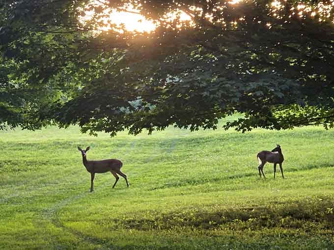 Real deer casually grazing at sunset, completely unbothered by nearby archers practicing on their paper cousins.